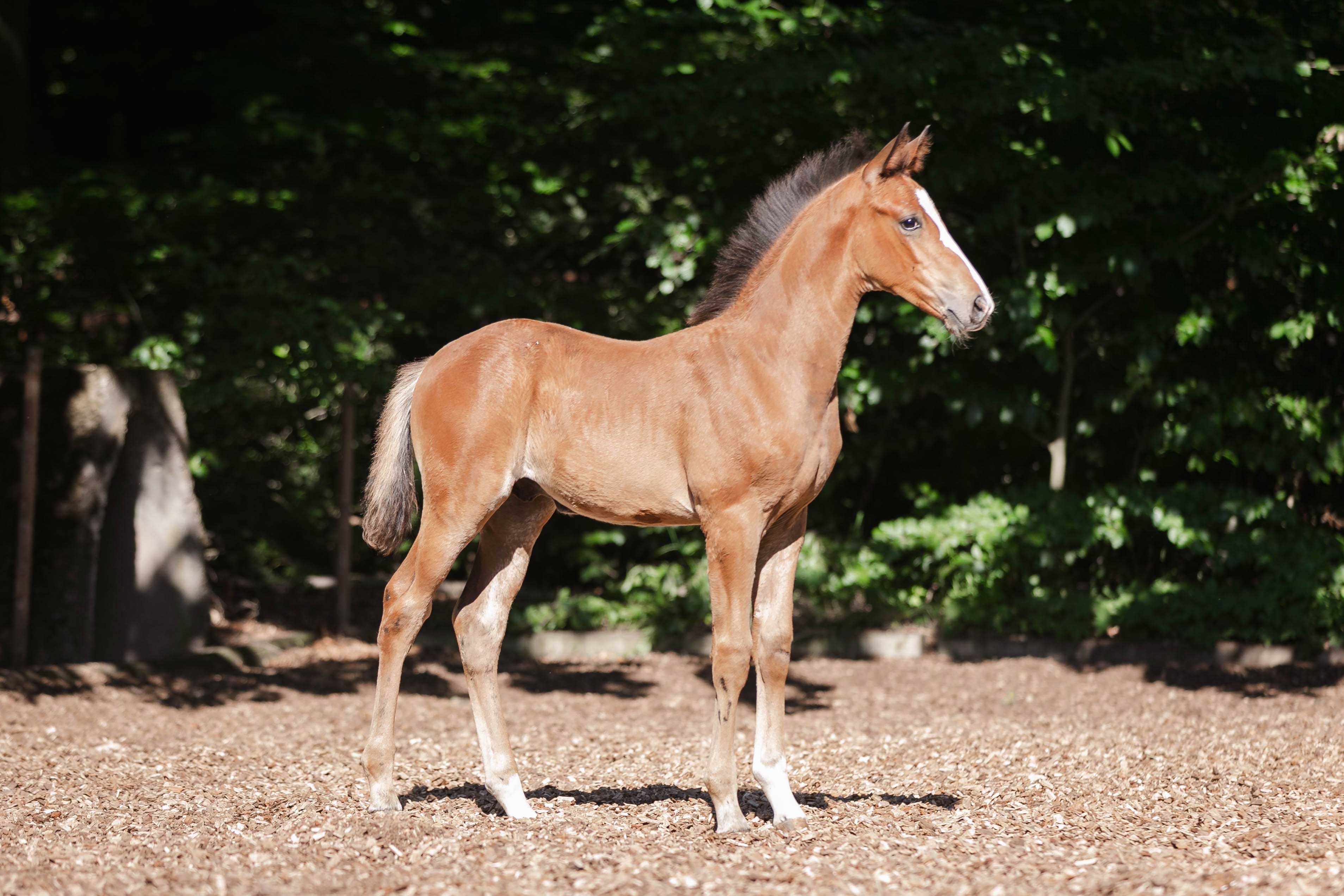 Seefrieden - Fohlen 2022
