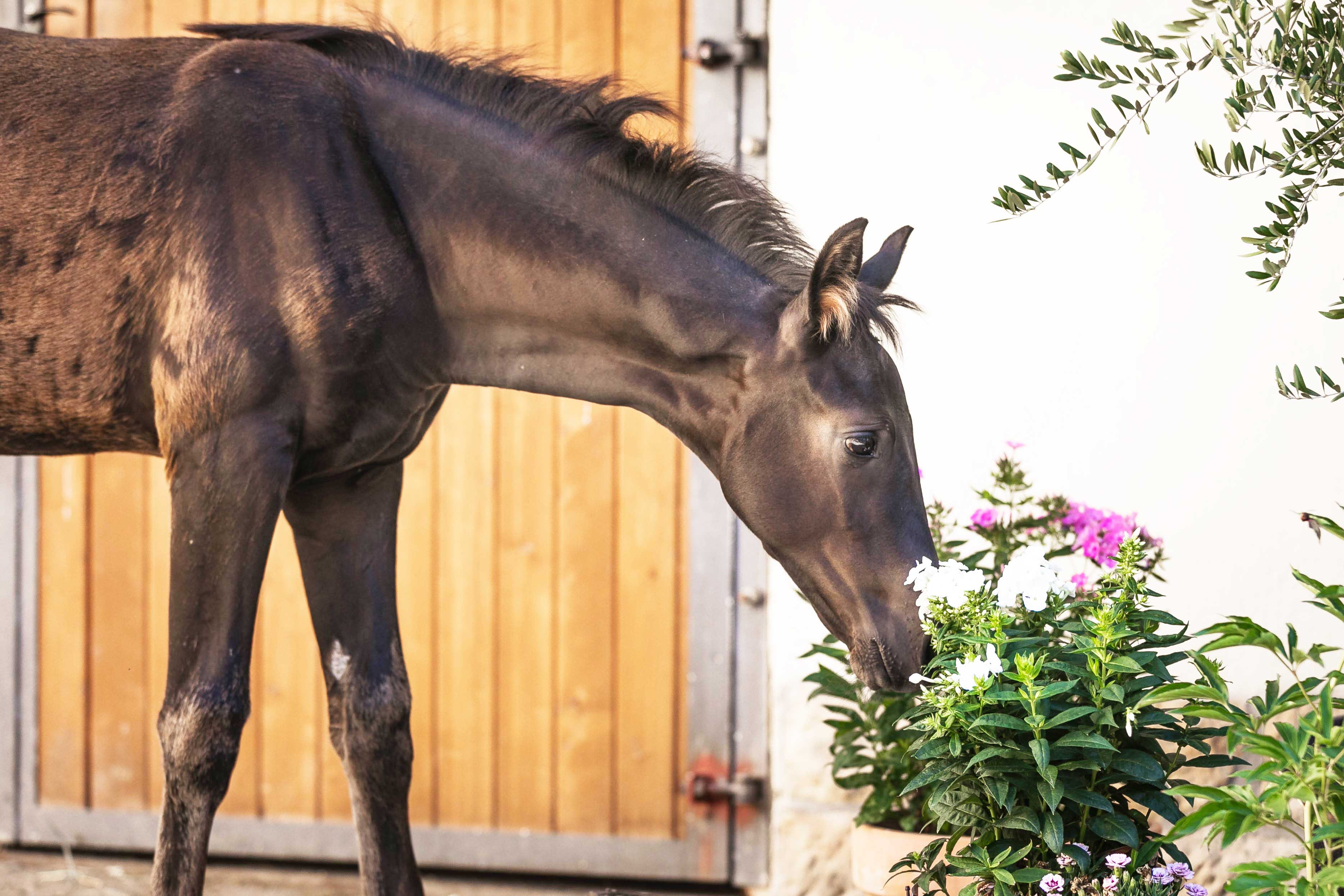 Seefrieden - Fohlen 2022