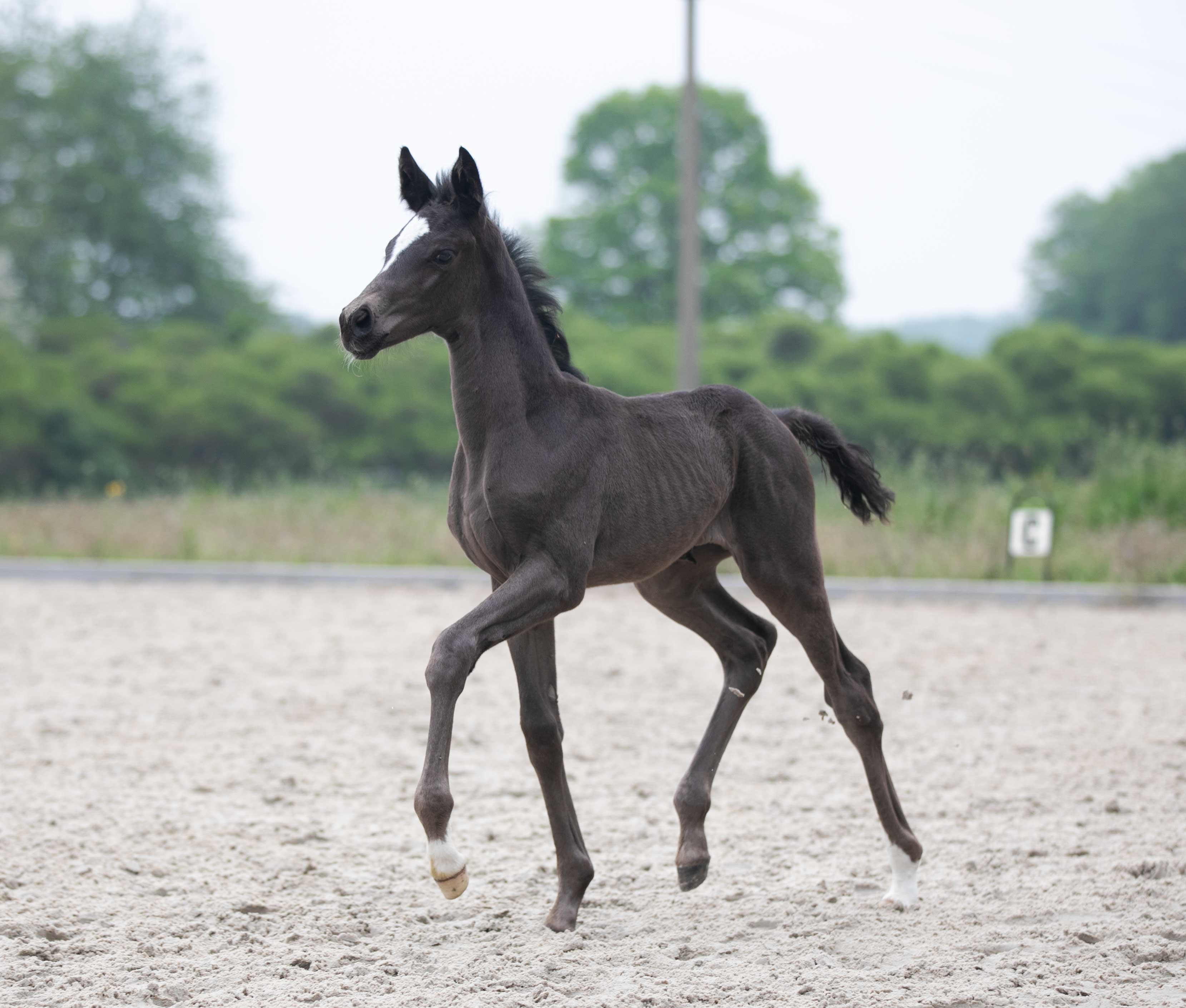 Seefrieden - Fohlen 2023